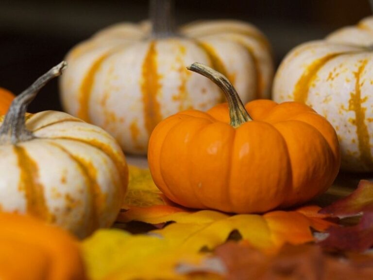 Free Printable October Bucket List - 31 Things To Do In October